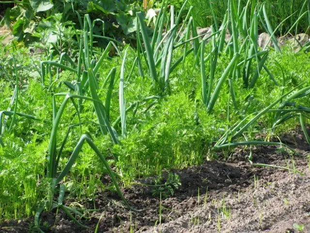 পেঁয়াজ এবং carrots.