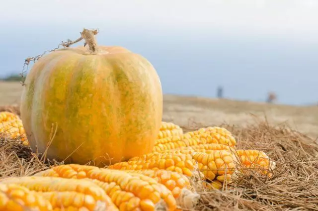 Pumpkin uye chibage